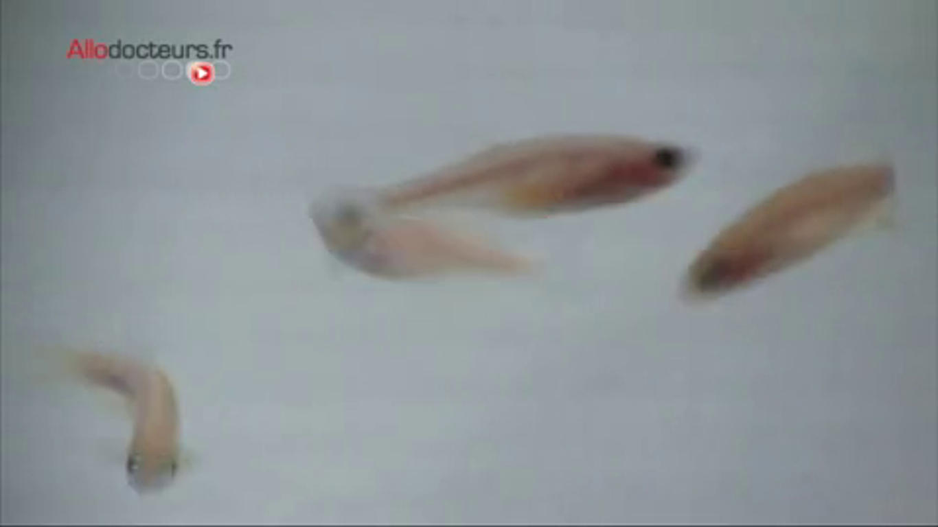 Recherche : le poisson zèbre, un cobaye idéal ? - AlloDocteurs