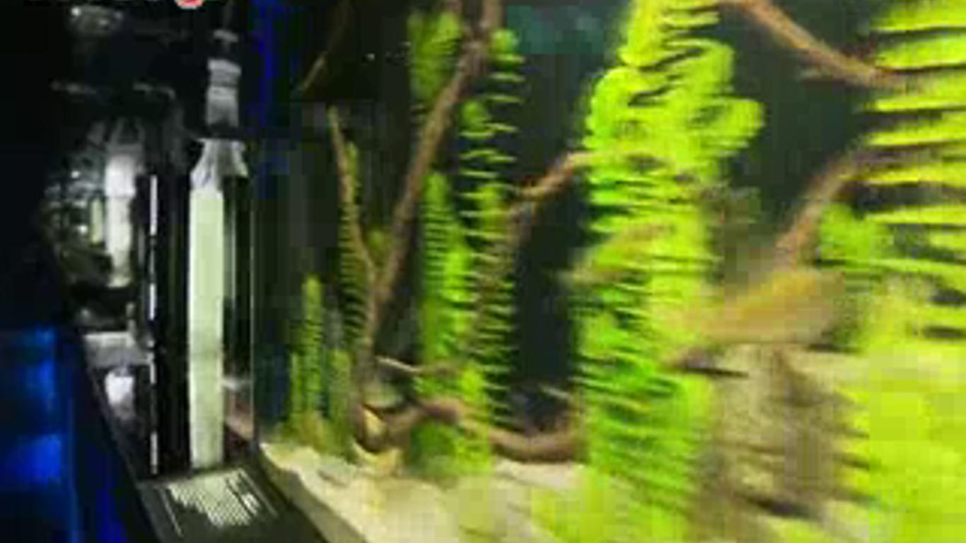 Un zoo consacré aux microbes - AlloDocteurs