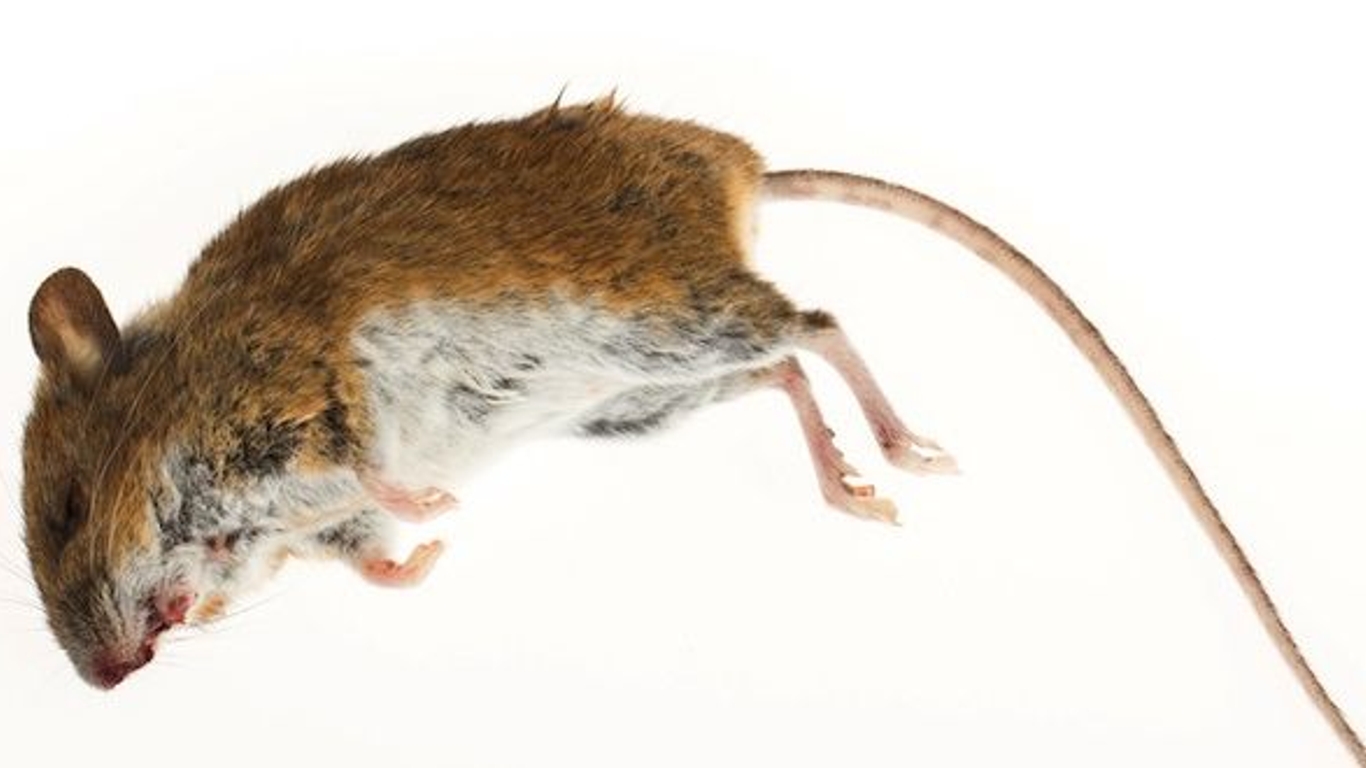 Epidémie de peste à Madagascar - AlloDocteurs