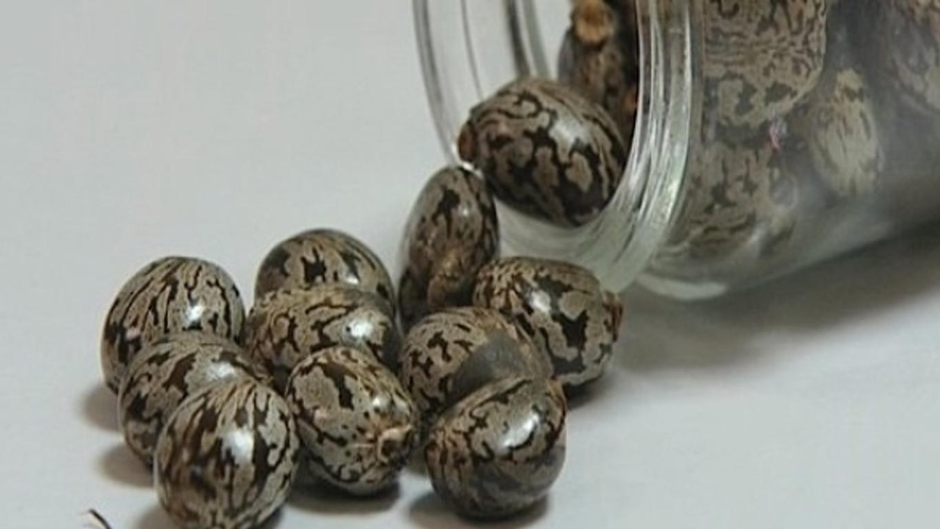 Terrorisme : qu'est-ce que la ricine ? - AlloDocteurs