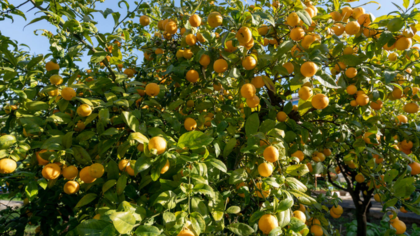 Dans le citron de Menton, tout est bon ! - AlloDocteurs