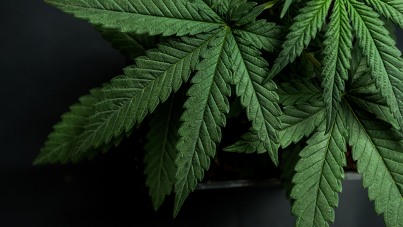 Cannabis : une vraie dépendance - AlloDocteurs