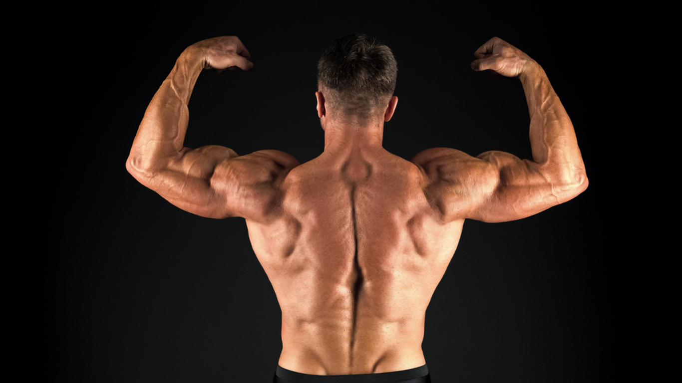 Culturisme : le muscle, sa forme, sa taille - AlloDocteurs