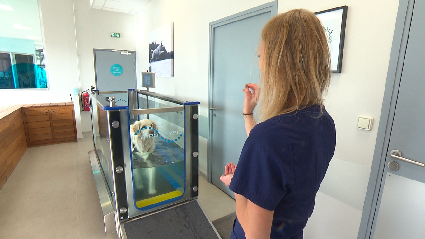 Un programme de rééducation pour chiens et chats - AlloDocteurs