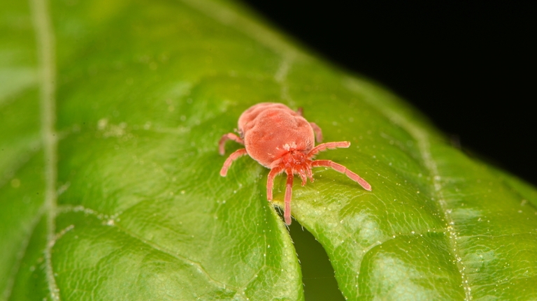 Acarien - AlloDocteurs