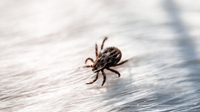 Piqûre de tique - AlloDocteurs