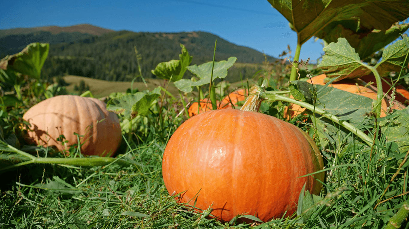 Comment différencier les courges amères des courges comestibles ...