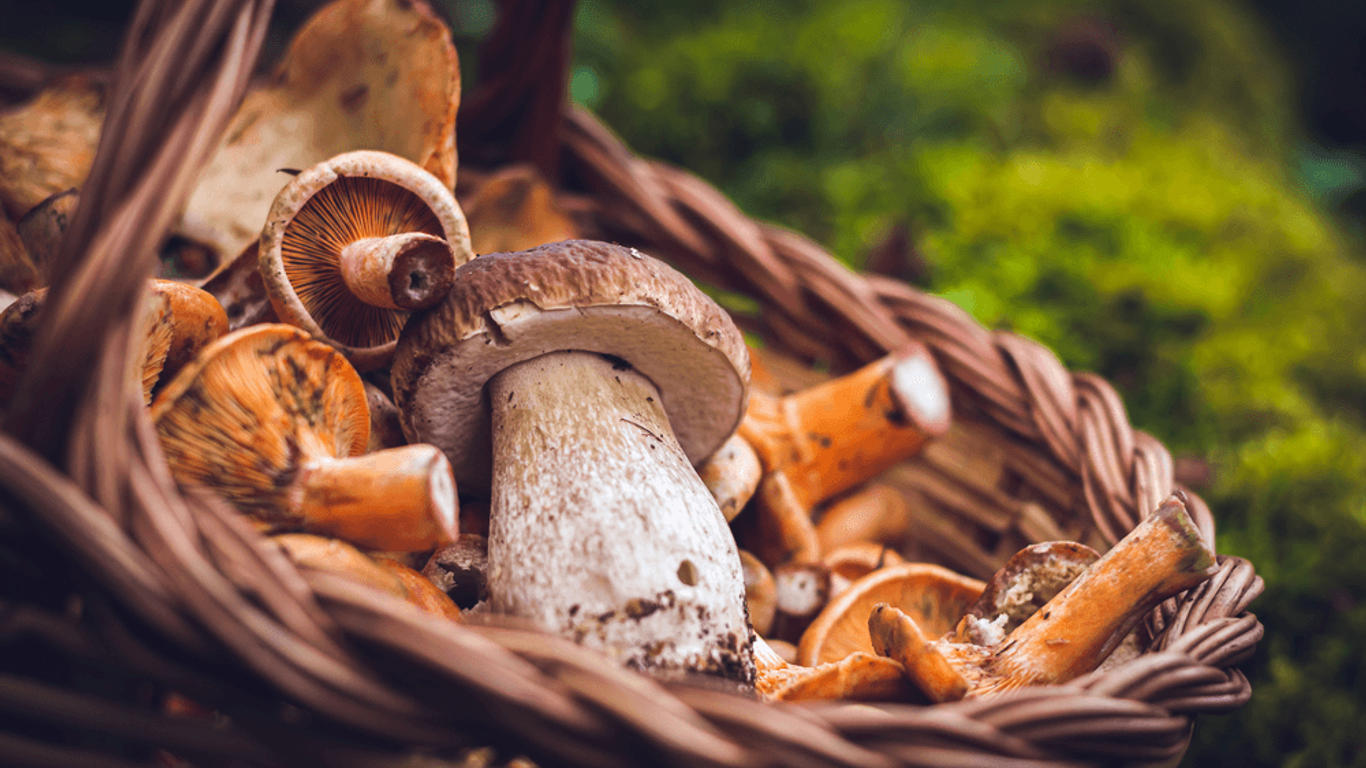Champignons : la cueillette de tous les dangers - AlloDocteurs