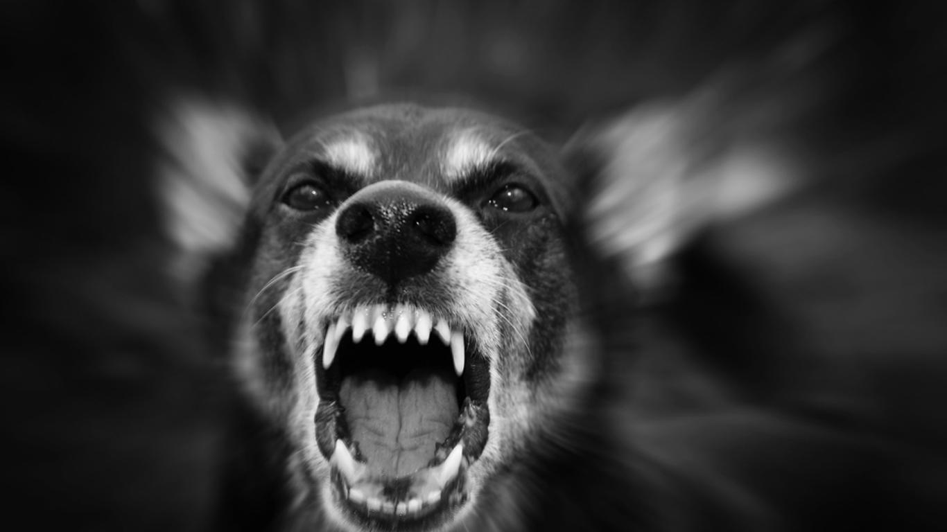 Rage : que faut-il faire après une morsure de chien ? - AlloDocteurs