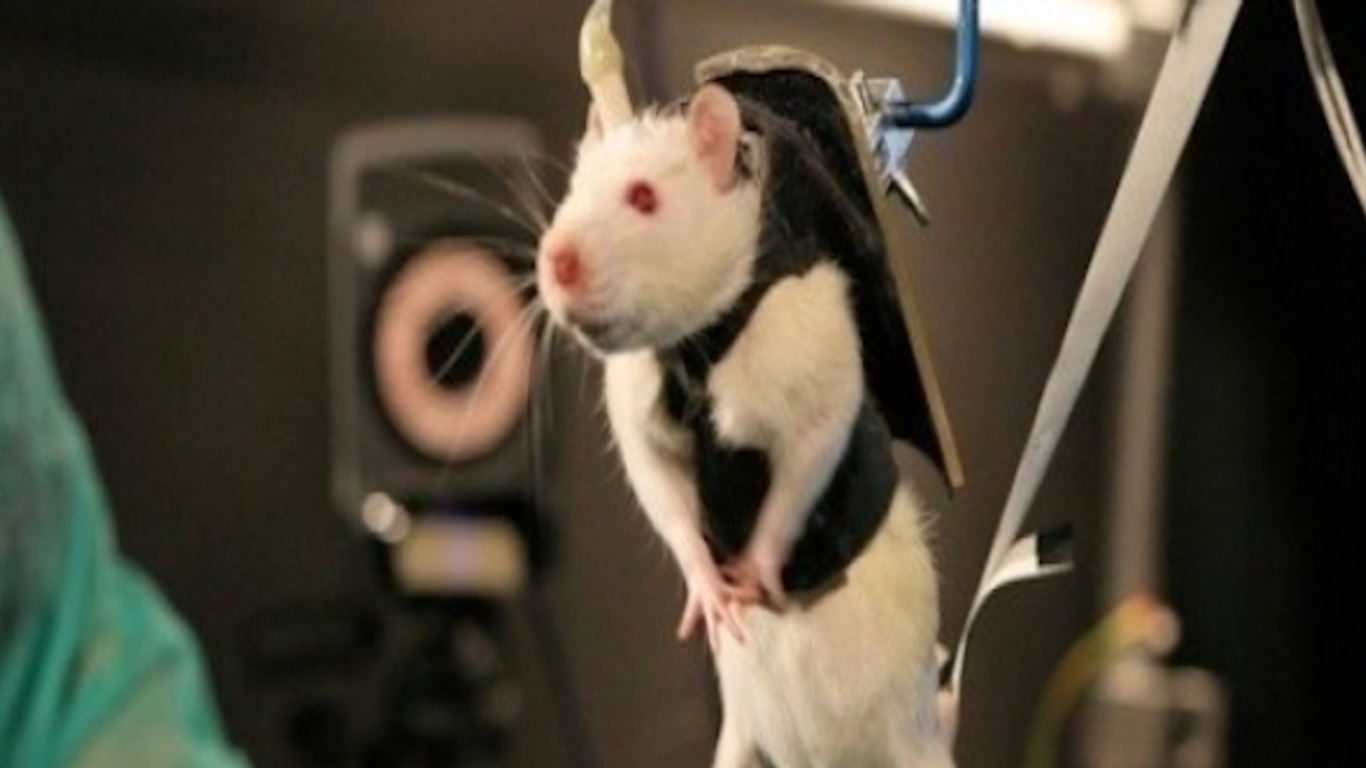 Petit rat : lève-toi et marche ! - AlloDocteurs