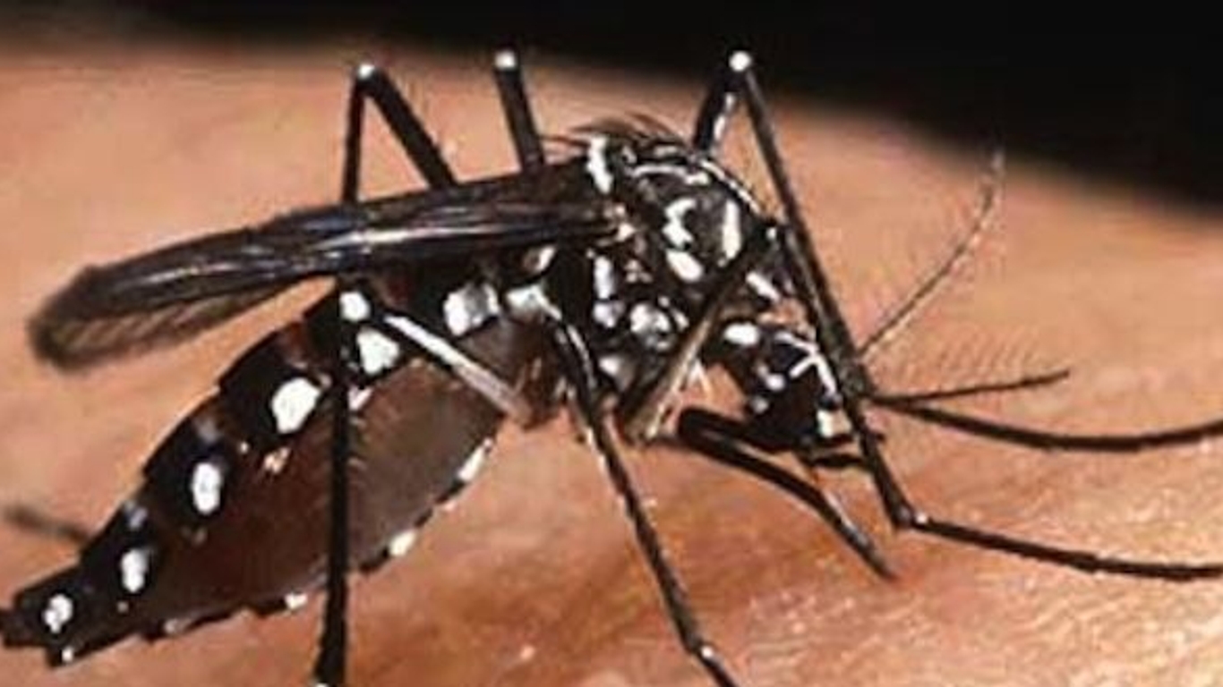 Le moustique de la dengue envahit Cuba - AlloDocteurs